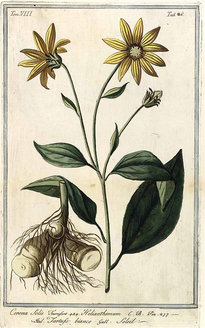 Aardpeer – Voedselbos Mariahoeve